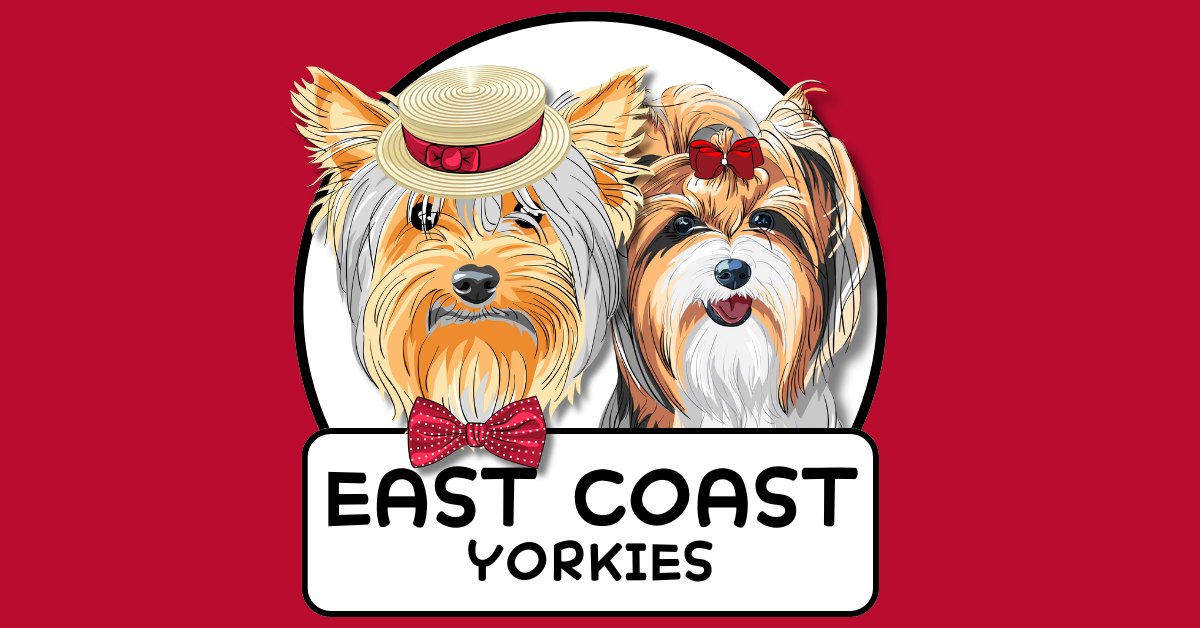 East Coast Yorkies: Premier AKC Yorkie Dog Breeder in Waycross, GA ...