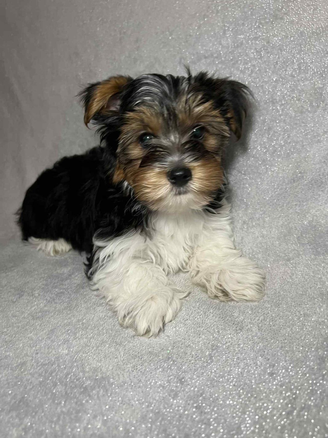 Male AKC Yorkie Puppies – East Coast Yorkies GA