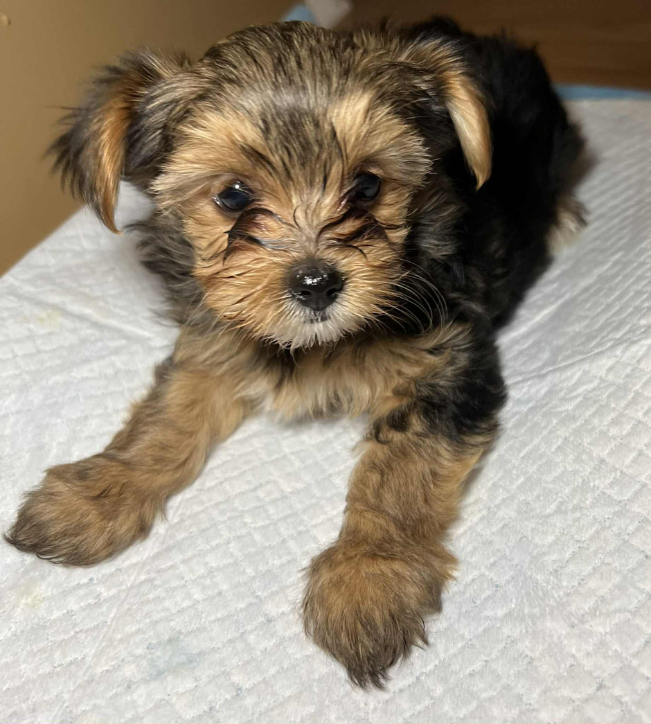 Female AKC Yorkie Puppies – East Coast Yorkies GA